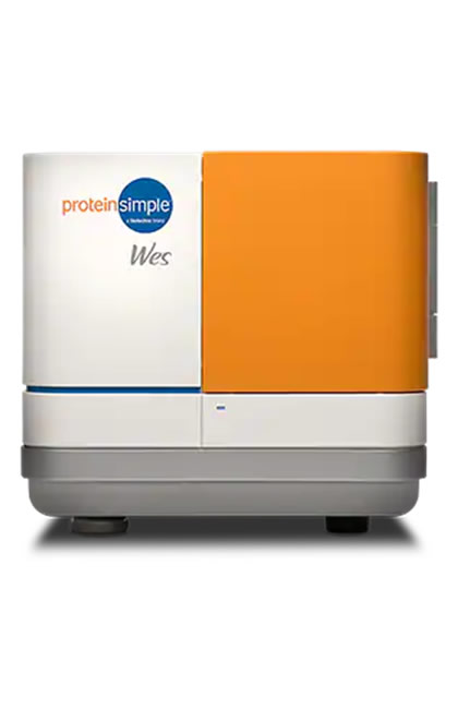 Biomarker Analysis - b-neuro | Immuno- histochemistry | Simple Western ...