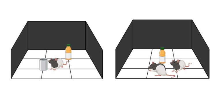 Behavioural Tests - b-neuro